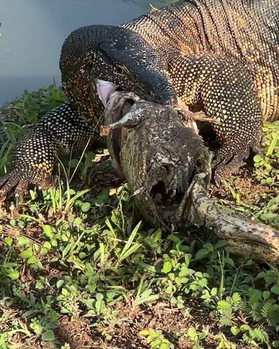 Giant monitor lizard eating a Koi fish! - YouTube