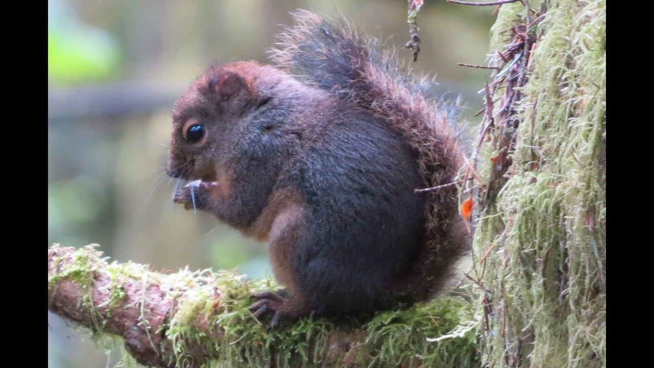 The Douglas squirrel (Tamiasciurus douglasii) - YouTube