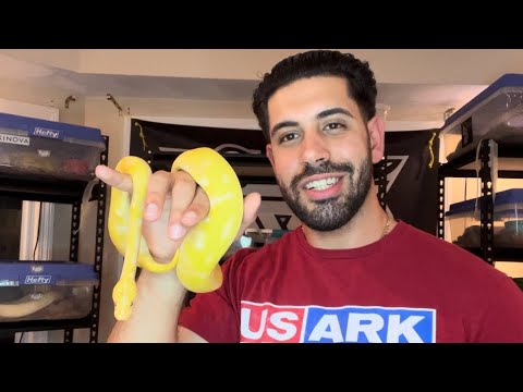 HOW TO MAKE CRAZY BALL PYTHON MORPHS - YouTube