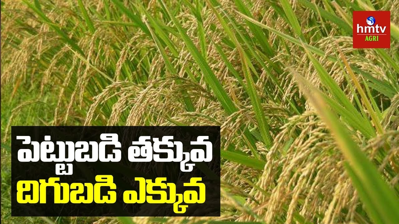 Paddy Cultivation in Natural Farming | Kadiyam Village Farmer Success ...