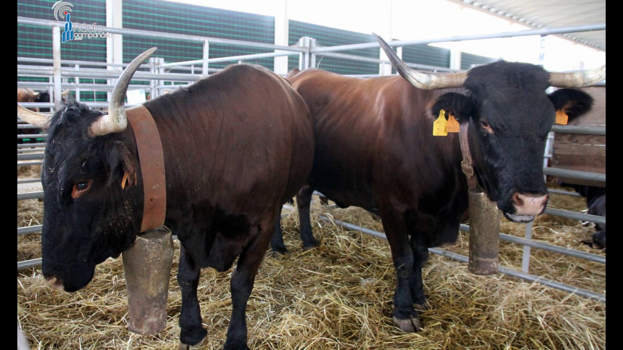 Campanário TV: Feira de Garvão 2017 - YouTube