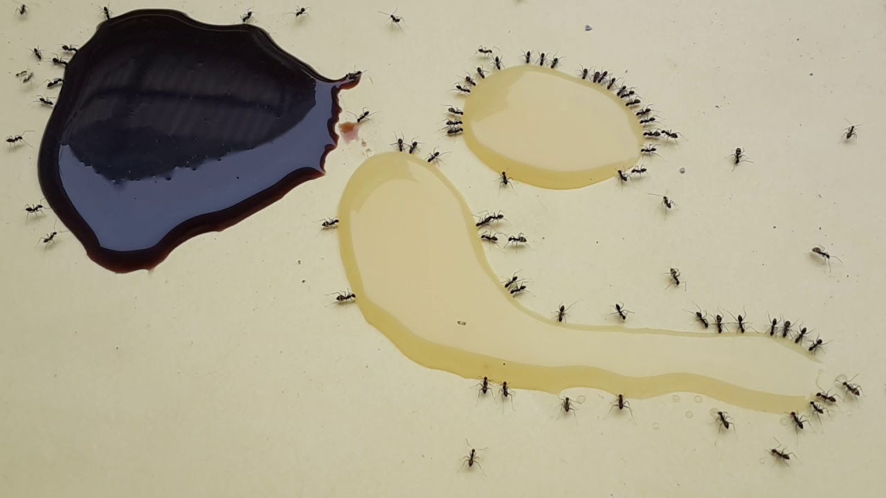 Semut Makan - Binatang Semut - Amazing World Animal Ant - YouTube