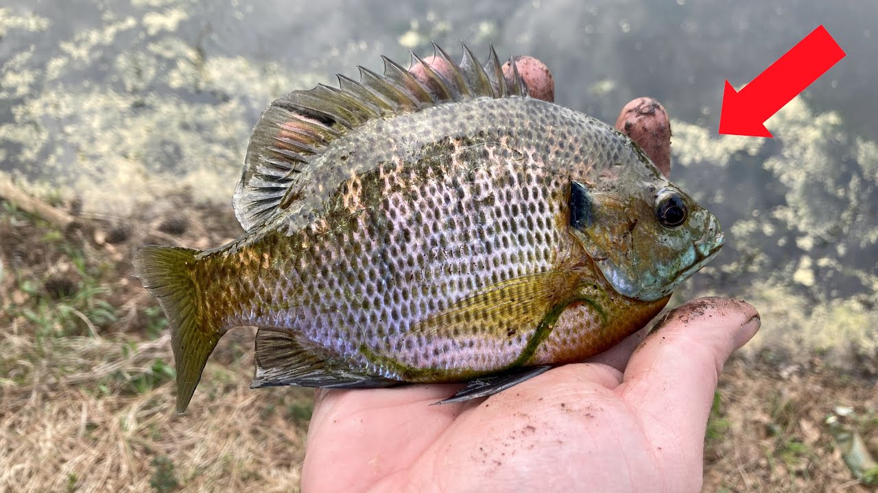 JUMBO SIZED BLUEGILL EVERY CAST!! (Bluegill Fishing 101) - YouTube