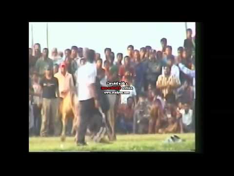 bangladesh bull fight ( Nanu miah) "Gondar) vs rocket lal - YouTube