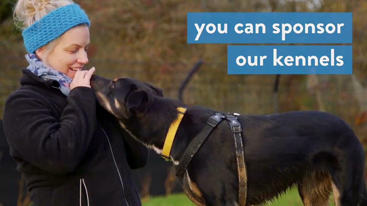 Sponsor the Kennels and help rescue dogs find a new home - YouTube