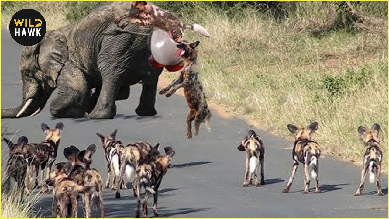 Ruthless Encounter Featuring WILD DOG and the Savannah’s Stealthiest ...