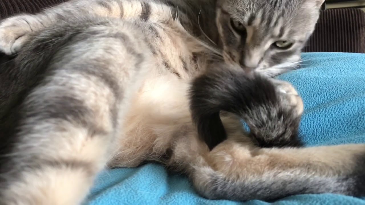 ASMR Cat Grooming #11 - YouTube