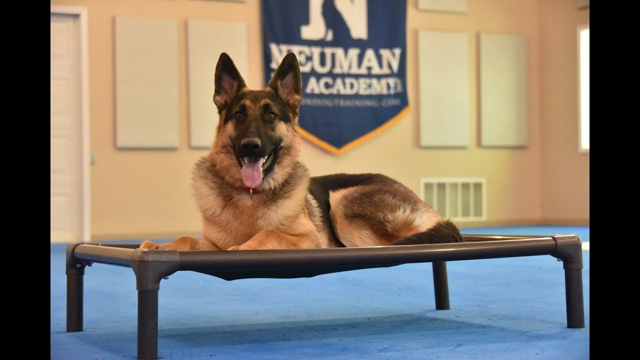 Max (German Shepherd) Puppy Camp Dog Training Video Demonstration - YouTube