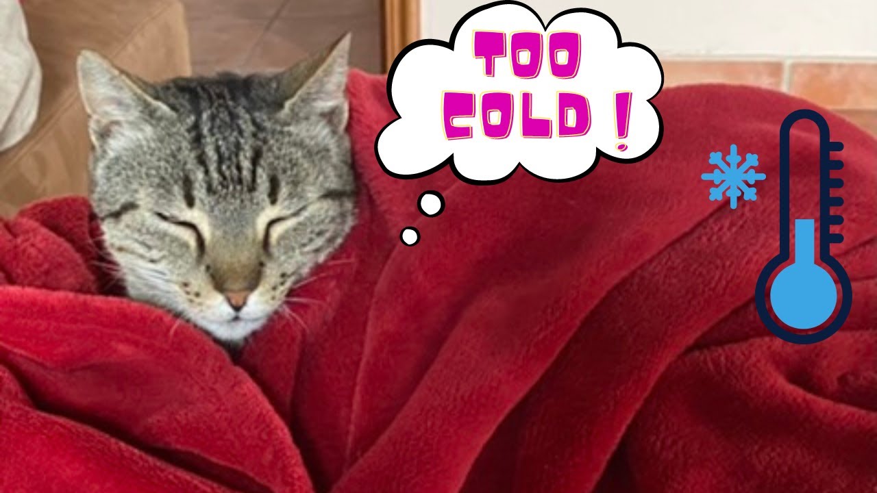 Video de 🐱 GATITOS GRACIOSOS 🤣 nº13 - YouTube