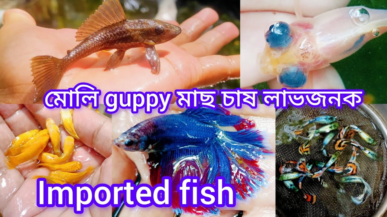 Wholesale Moli Guppy fish , একদম কম দামে ইমপোর্টেড রঙিন মাছ #fish # ...