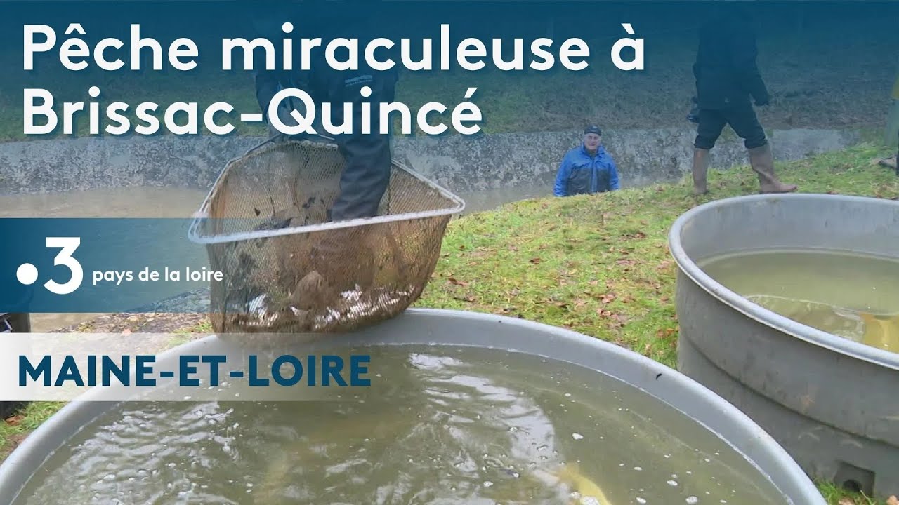 Maine Et Loire Pêche Miraculeuse à Brissac Quincé Lors De La Vidange