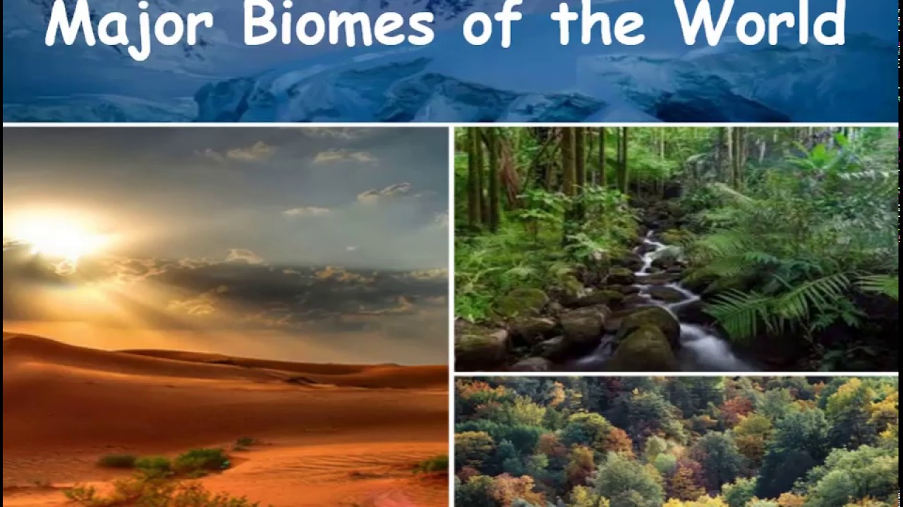 Major biomes of the World | Biology | SS1 | 3rd Term - YouTube