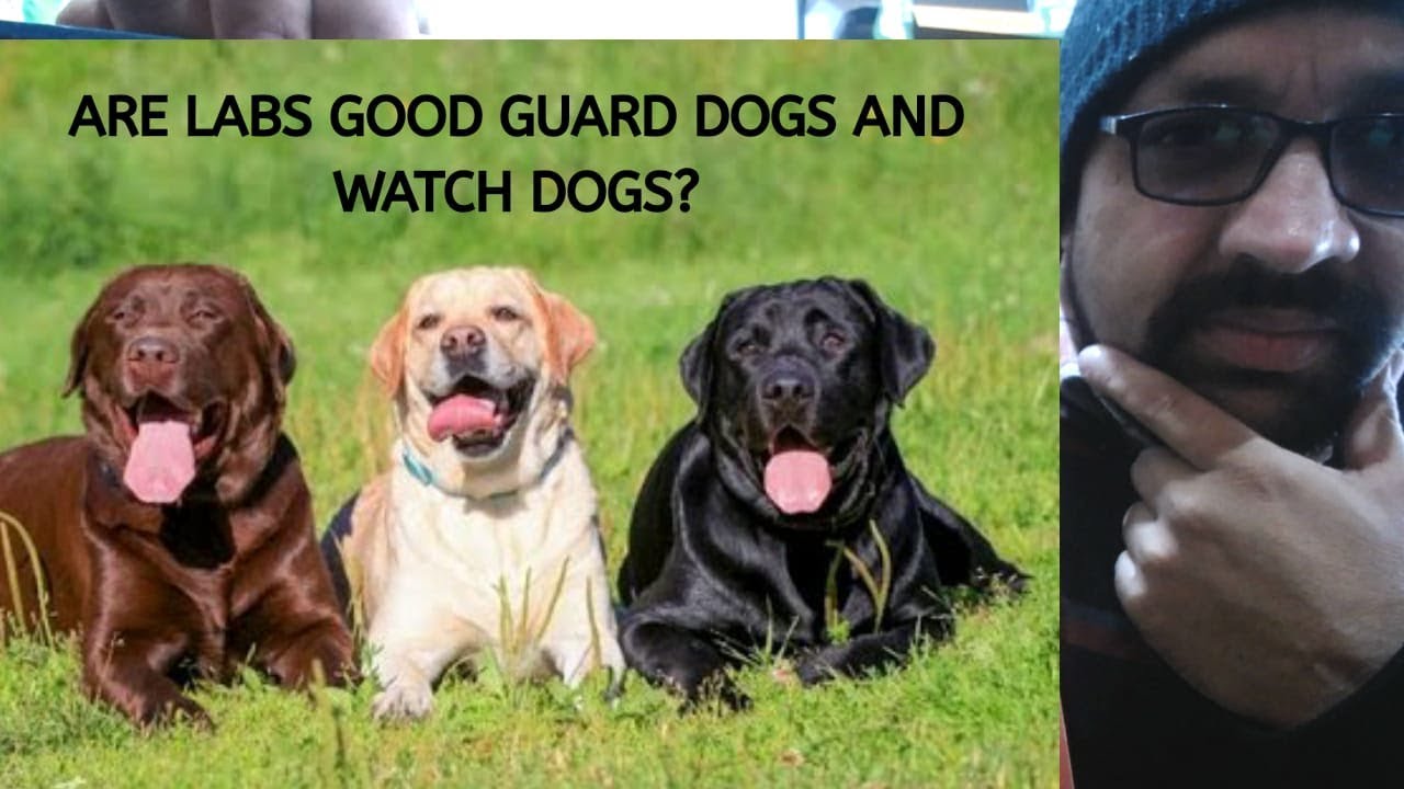 Live Show 258 - Question & Answer - 16, Jan 2020 | Are Labs Good Guard ...