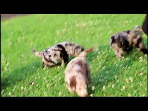 Miniature Labradoodle Puppies For Sale Christ Lapp - YouTube