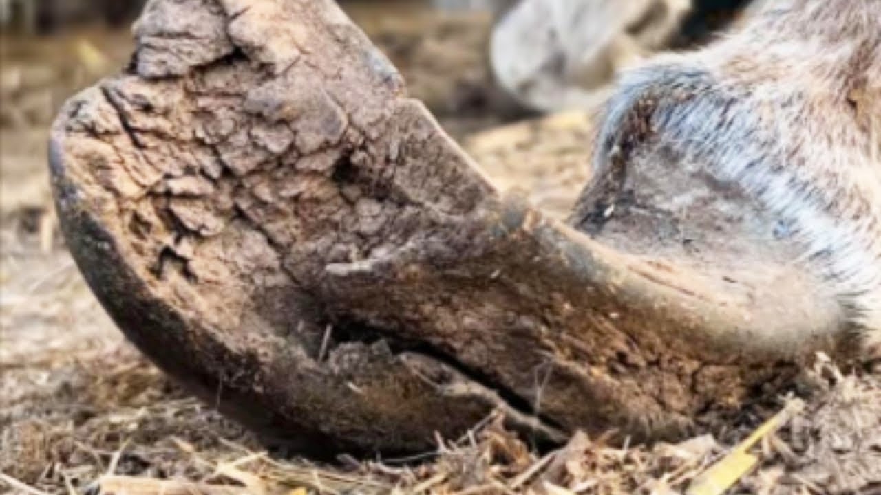 The donkey's hoof was extremely curled, surprisingly, and it was cut ...