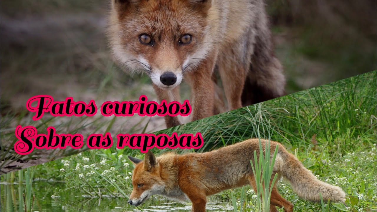 Fatos curiosos sobre as raposas - YouTube