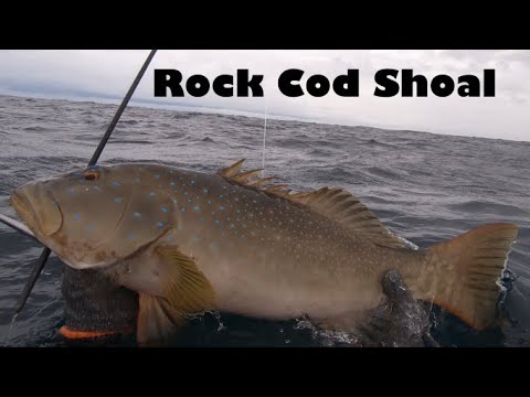 Spearfishing Rock Cod Shoal - YouTube