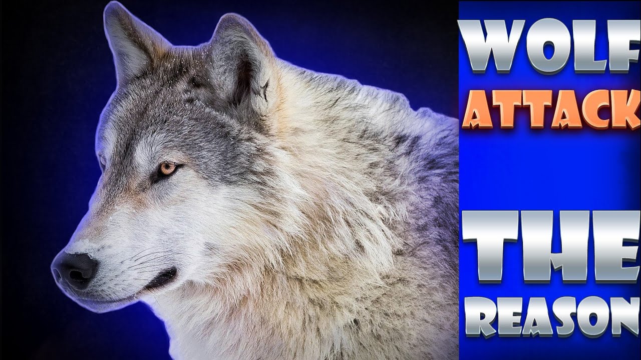 5 human movements that cause wolf attacks🐺 - YouTube