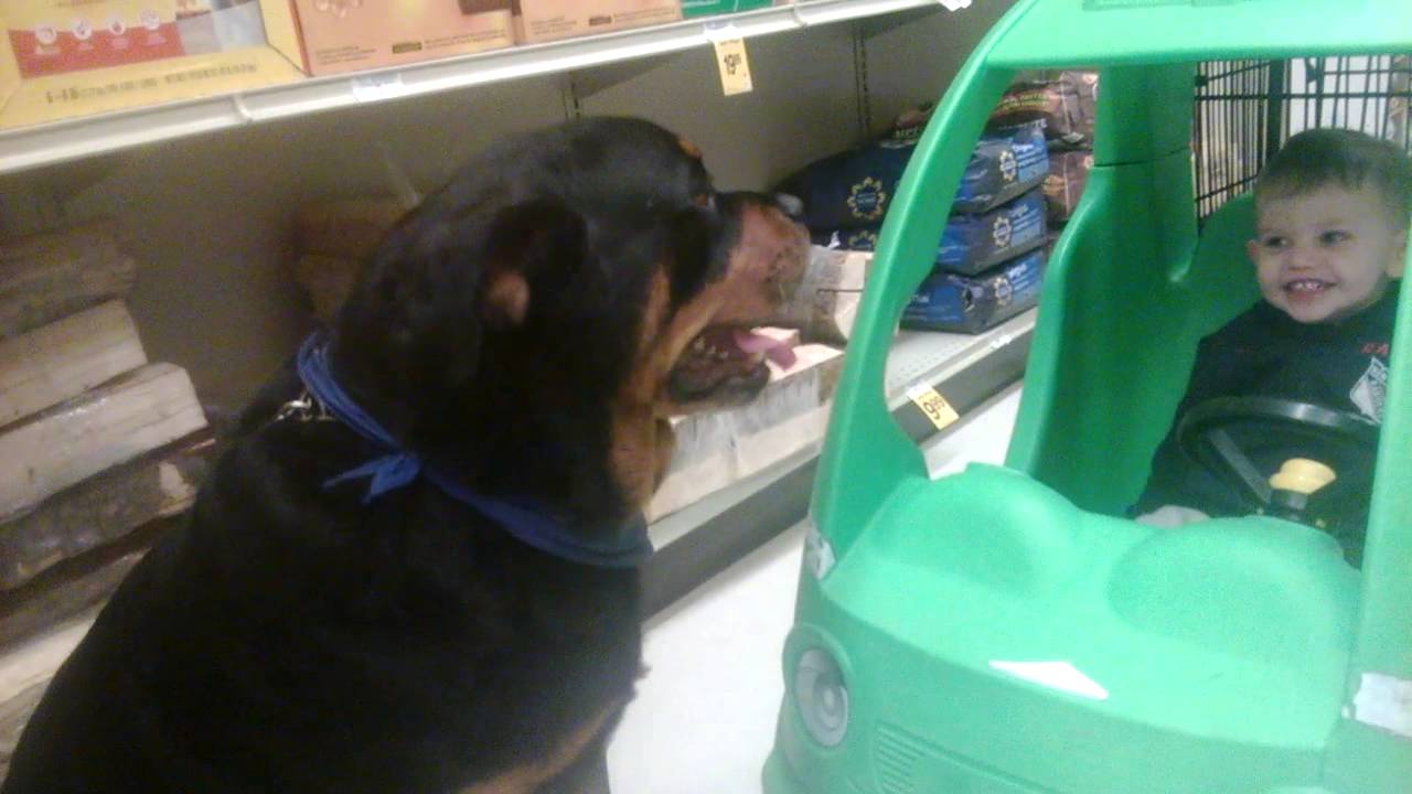 Sweet baby boy meeting Service Dog Rottweiler - YouTube