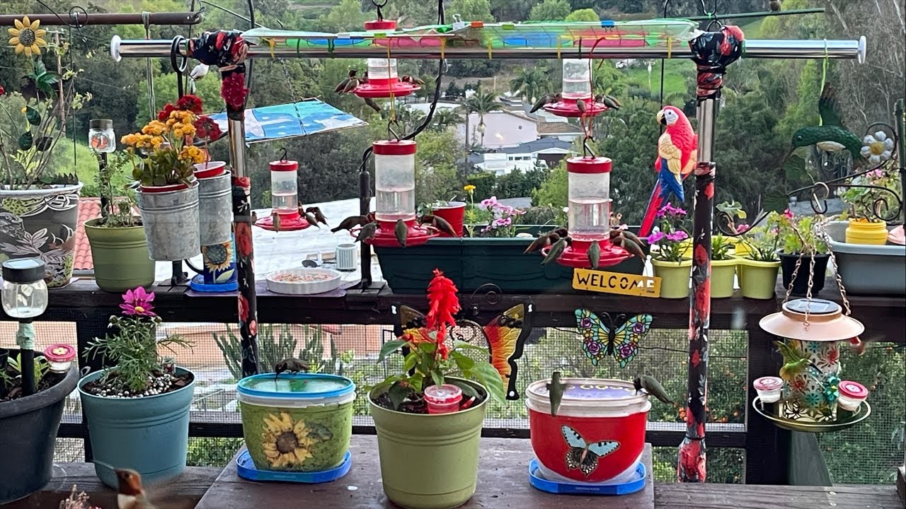 🔴 Hummingbirds & Orioles Feeding in Southern California Robbie and Gary ...