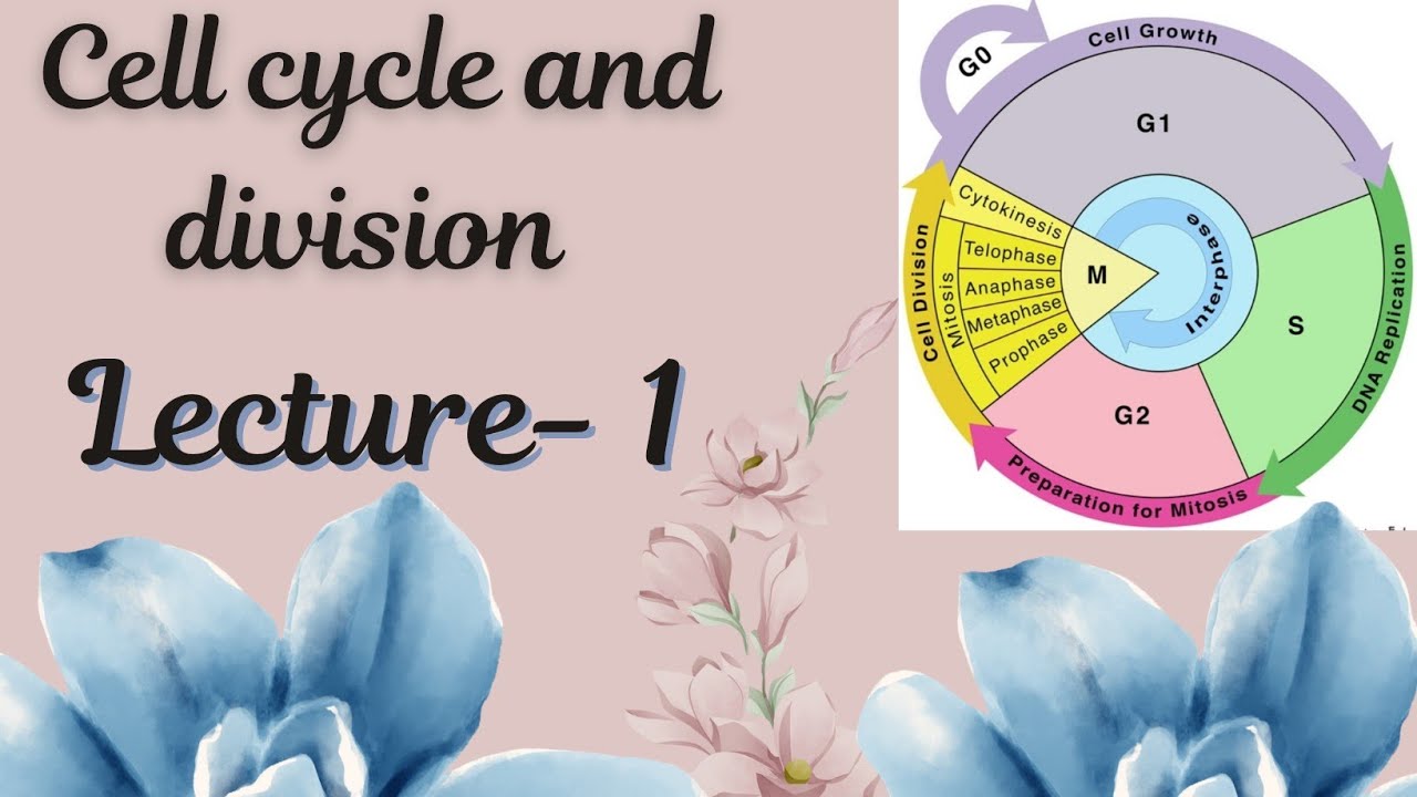 Cell cycle and division lecture 1 - YouTube