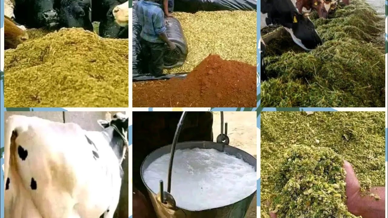 HOW TO SUCCEED IN DAILY FARMING. - YouTube