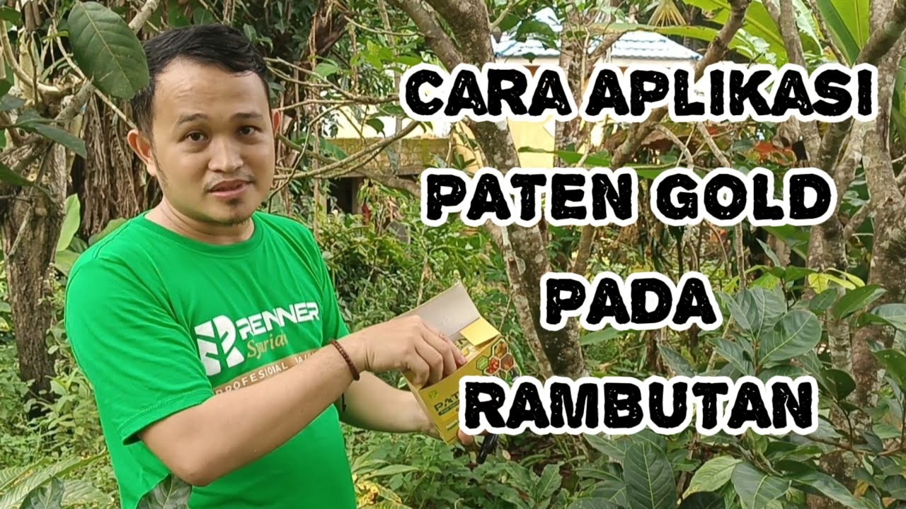 Cara Aplikasi PATEN GOLD pada Tanaman Rambutan - YouTube