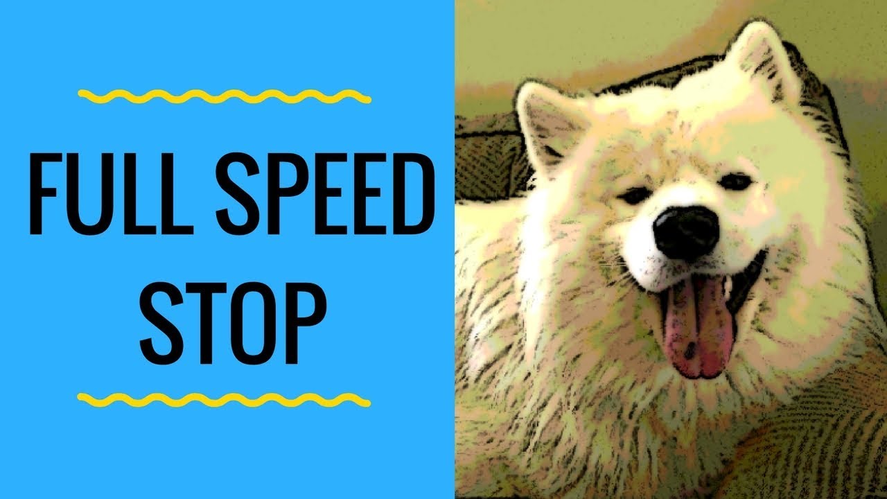 Samoyed Energy Levels - YouTube