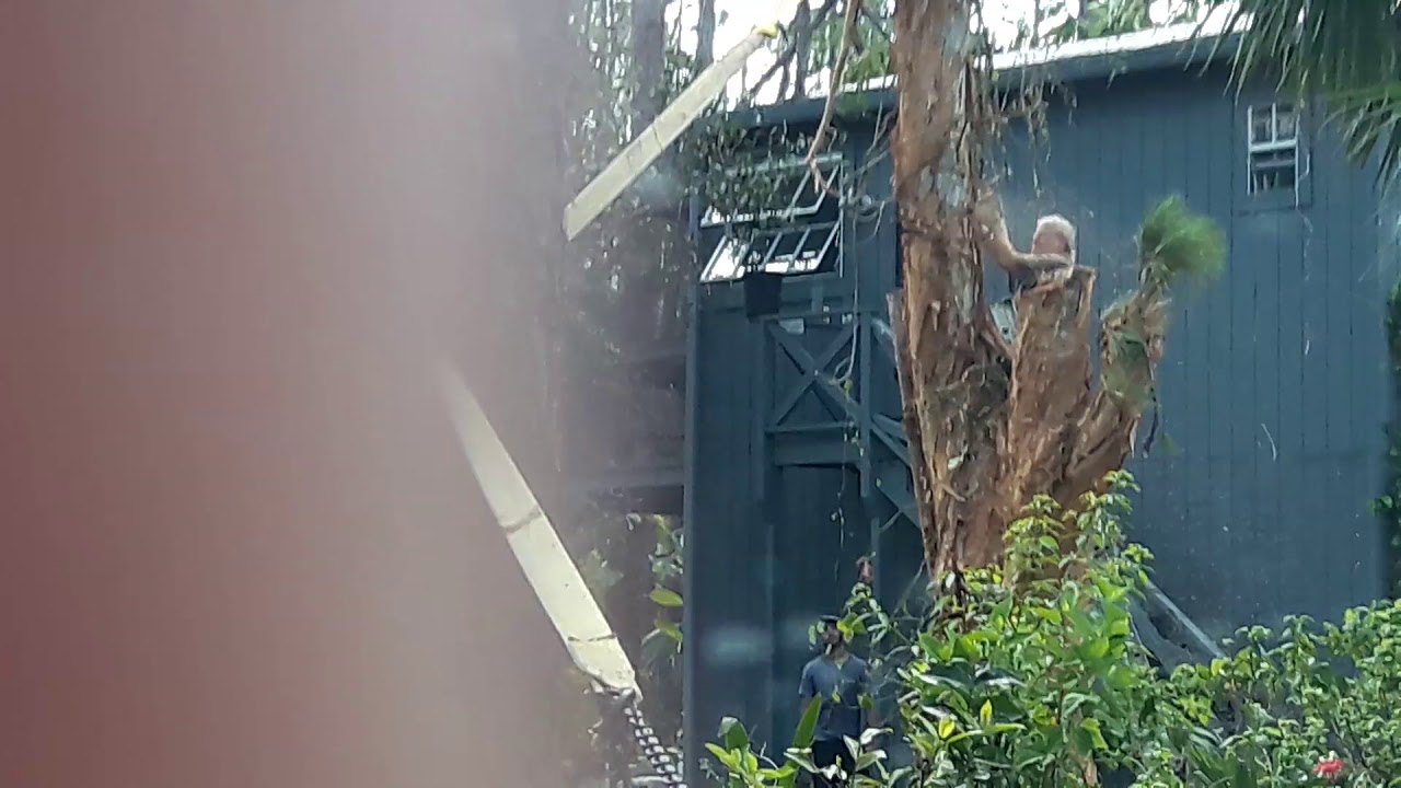 Large Maleluca tree with pine tree stuck on top - YouTube