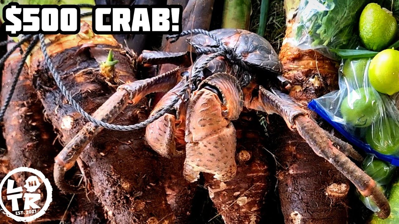 Hakupu Showday Highlights 2023: Who's Got The King Uga! - YouTube