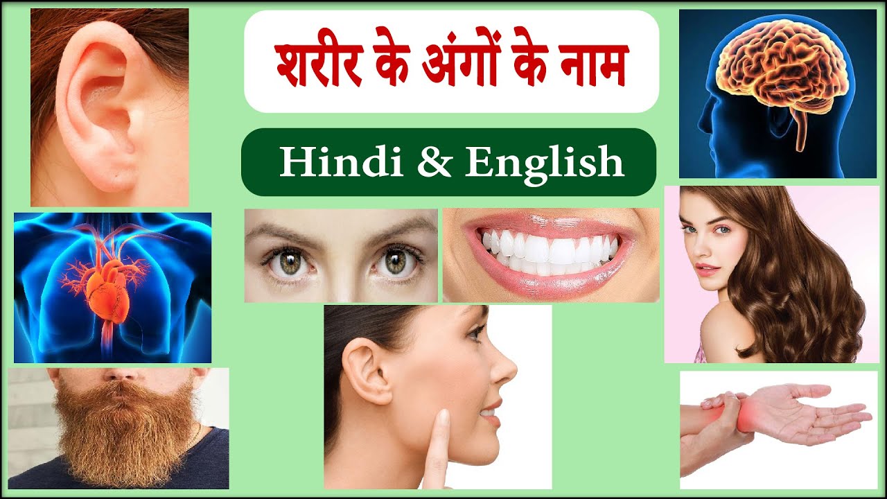 Human Body Parts Name With Pictures In Hindi And human-body-parts-name-with-pictures-in-hindi-and