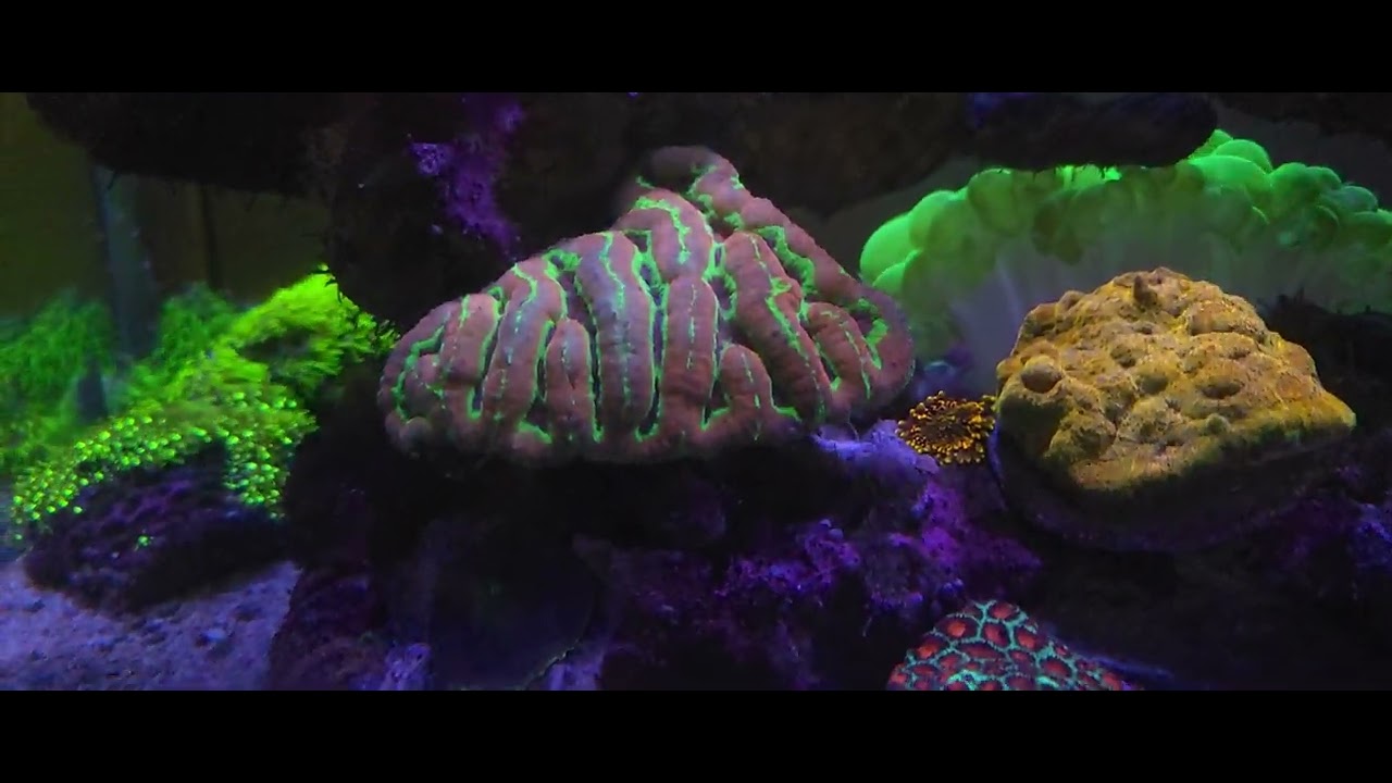 UPDATE BUBLE ALGA Setelah 2 minngu#reef #coralreeftank ##coralreef # ...
