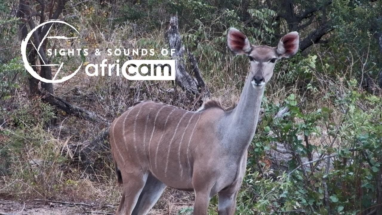 Antelope & Birds - Sights & Sounds Of Africam - YouTube