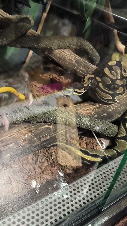 feeding ball python yellow belly 💛. Incredible snake . - YouTube