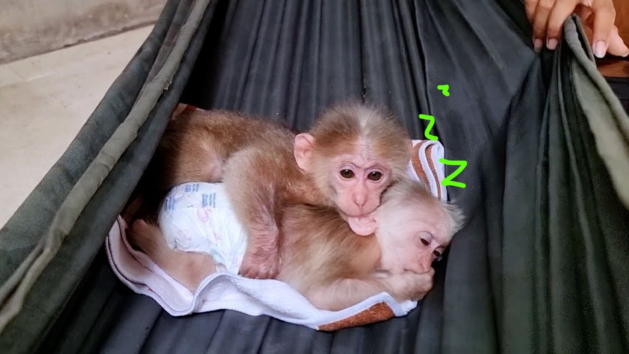 BeeBoy Staying Acompany Ken In A Hammock Till ken Wake Up - YouTube