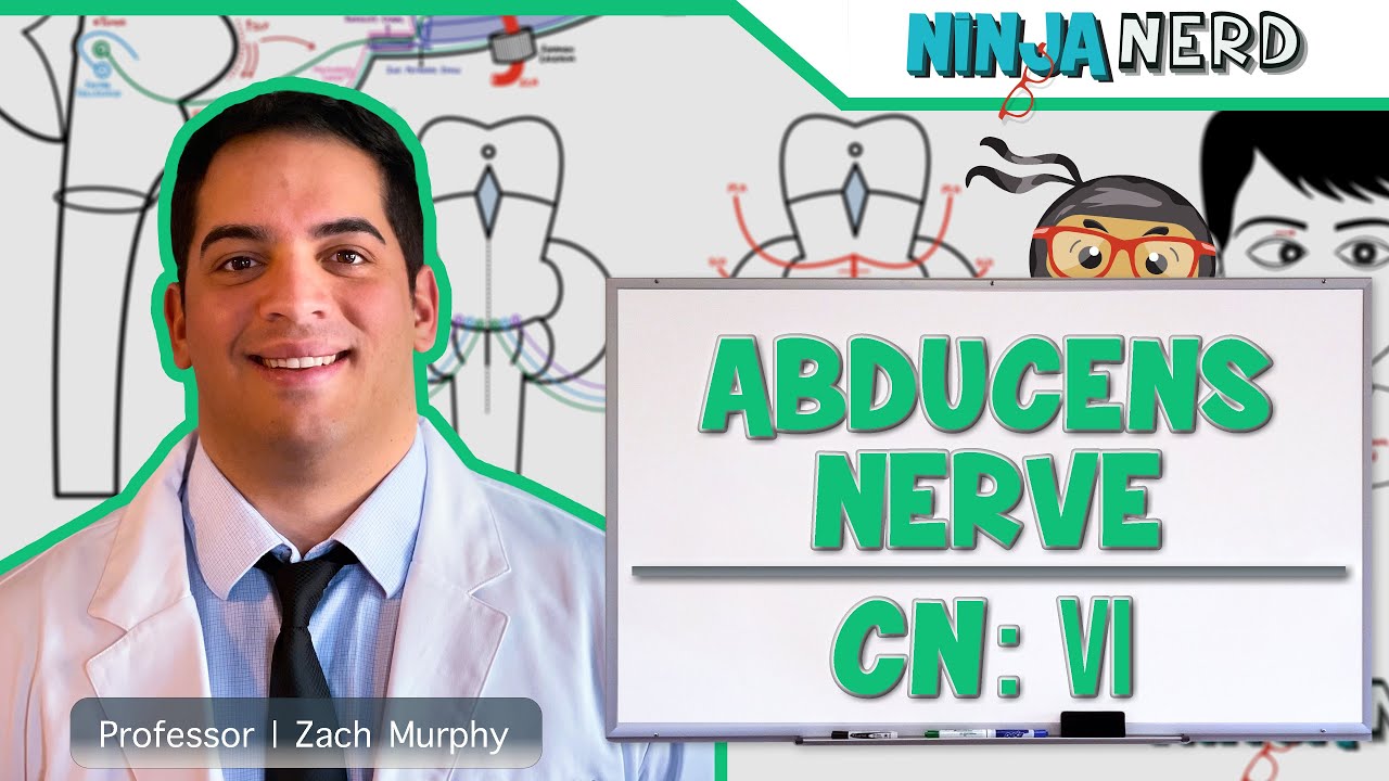 Neurology | Abducens Nerve: Cranial Nerve VI - YouTube
