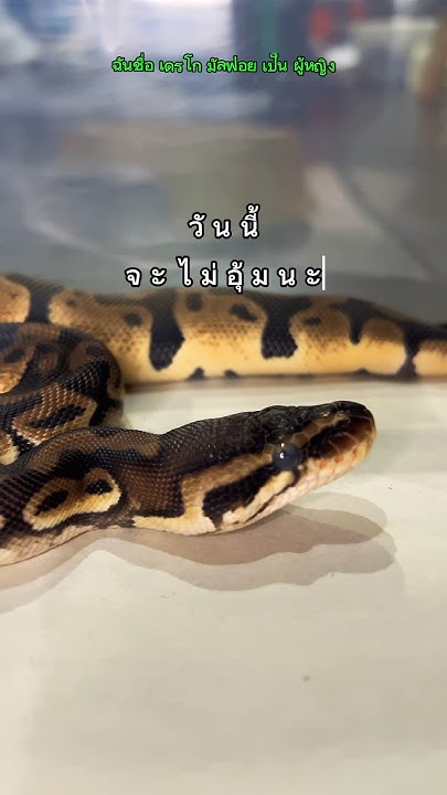 เล่นกับน้องงูงู๊ #exotic #python #งู #งูบอล #งูบอลไพธอน #น่ารัก #เลี้ยง ...