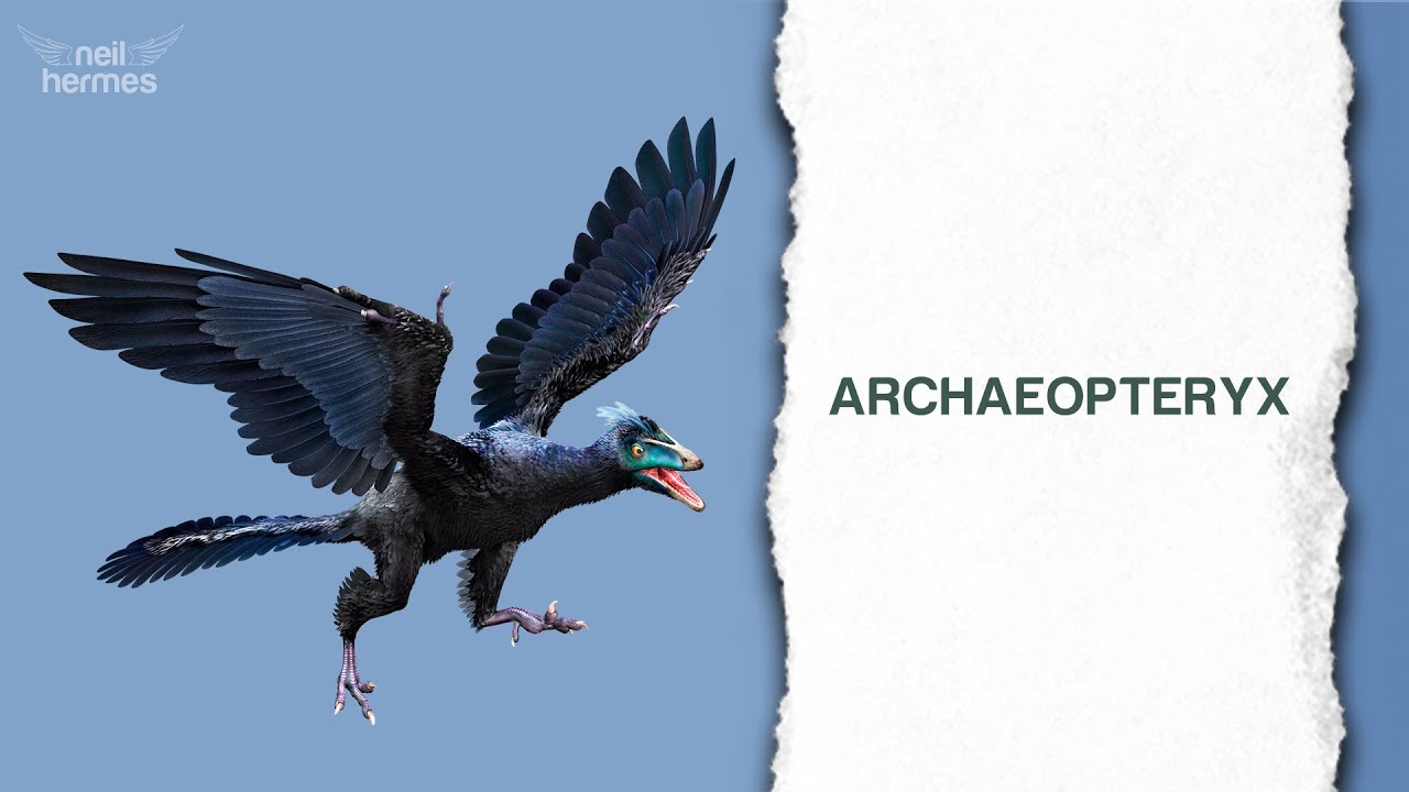 First Birds On Earth