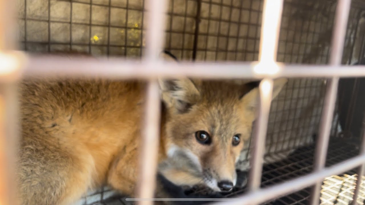 Juvenile fox safe release. - YouTube