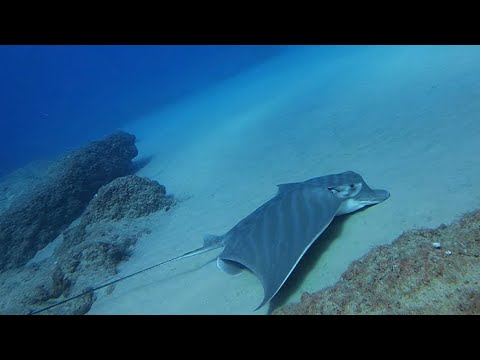 Tsoor Hartov Spearfishing Israel 26.10.2024 beautiful day to be a diver ...