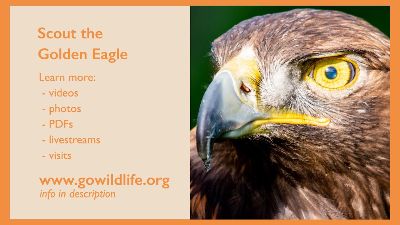 Wildlife Ambassador Biography: Scout - YouTube