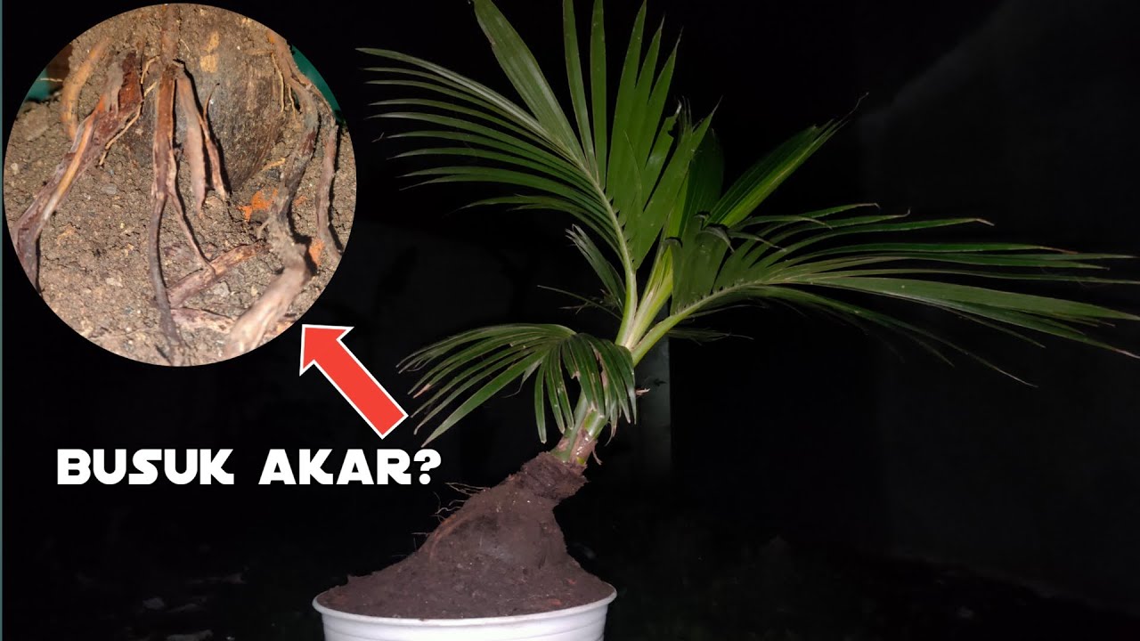 CARA MENGATASI BUSUK AKAR PADA BONSAI KELAPA - YouTube