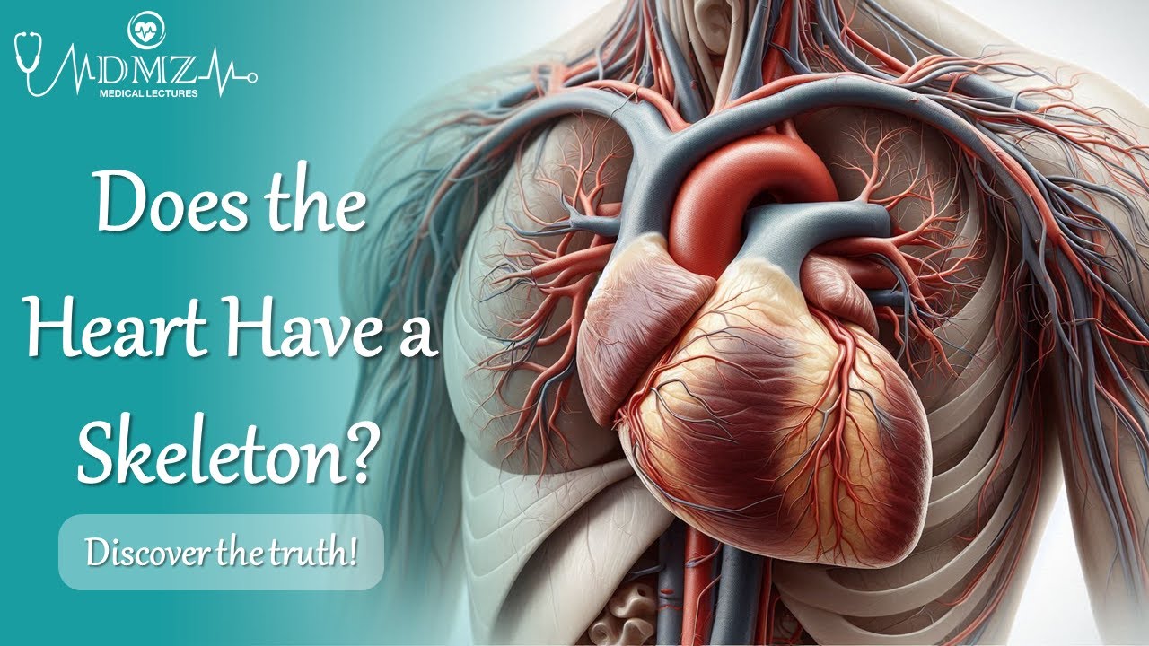 Cardiac Skeleton: Structure, Function, and Clinical Significance - YouTube