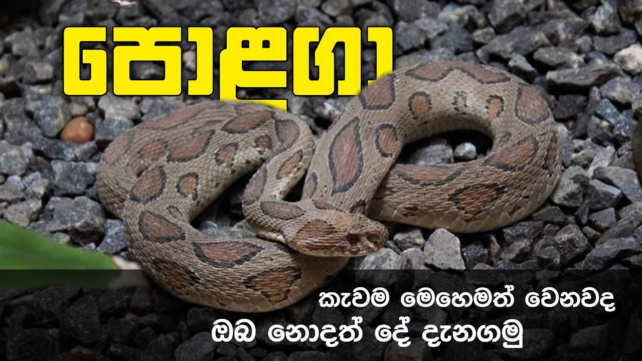 polaga kewama mehema wenawada..?පොලග | Russell viper 🐍 - YouTube