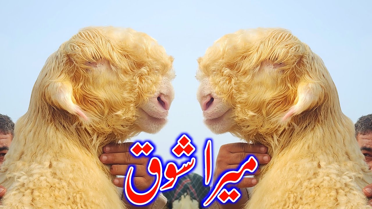 main mundra Mandi dera hazi Khan || Mundra goat farm 3 August 2024 ...