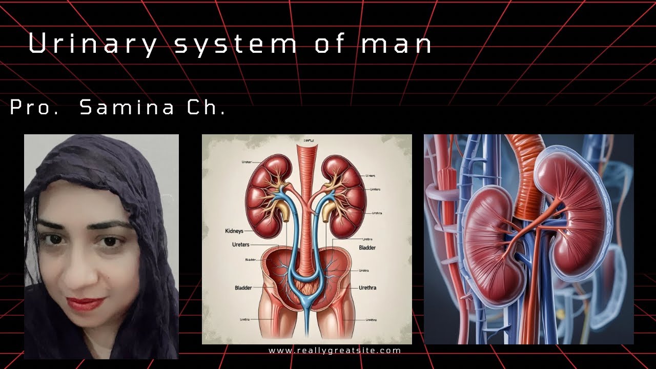 Urinary system of man | structure of kidney | 2nd year biology | ch#15 ...