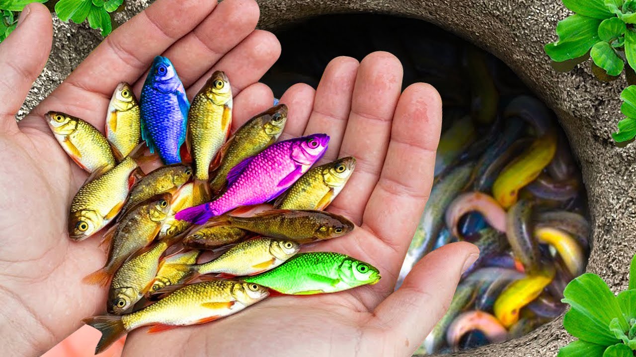 Catch strange fish in small pond, baby turtle, angel fish, big catfish ...