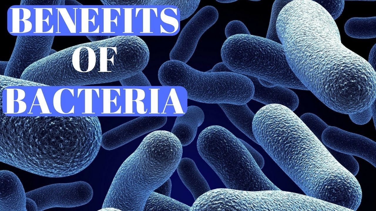 Benefits Of Bacteria For The Immune System YouTube Benefits Of Bacteria For The Immune System YouTube