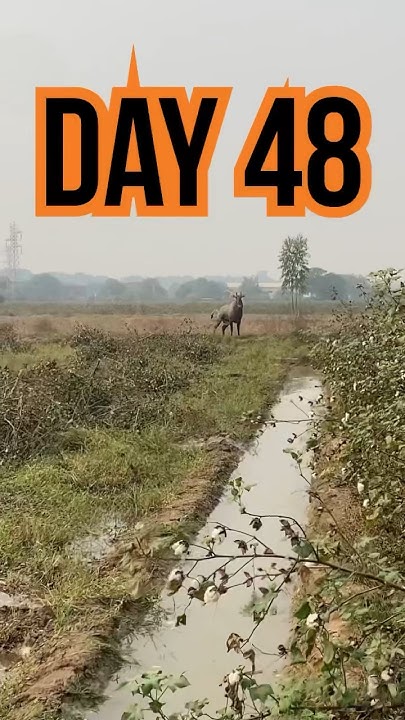 048 | Day 48 नीलगाय भाग गया #minivlog #farming #travel #shortvideo #shorts #day48 - YouTube