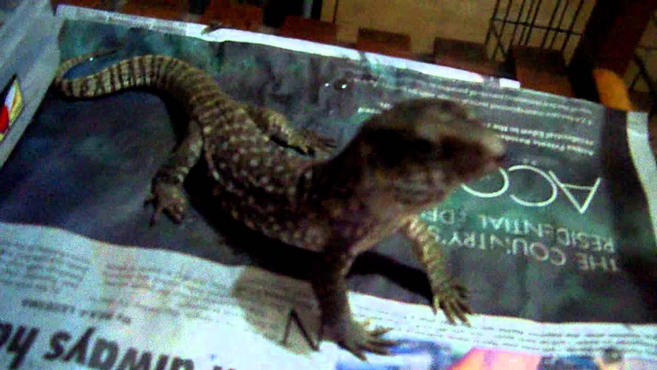 Savannah Monitor feeding (fuzzy mice # 1) - YouTube